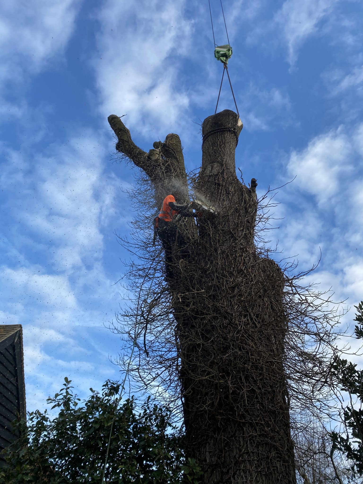 What is Tree Felling? - ARB UK