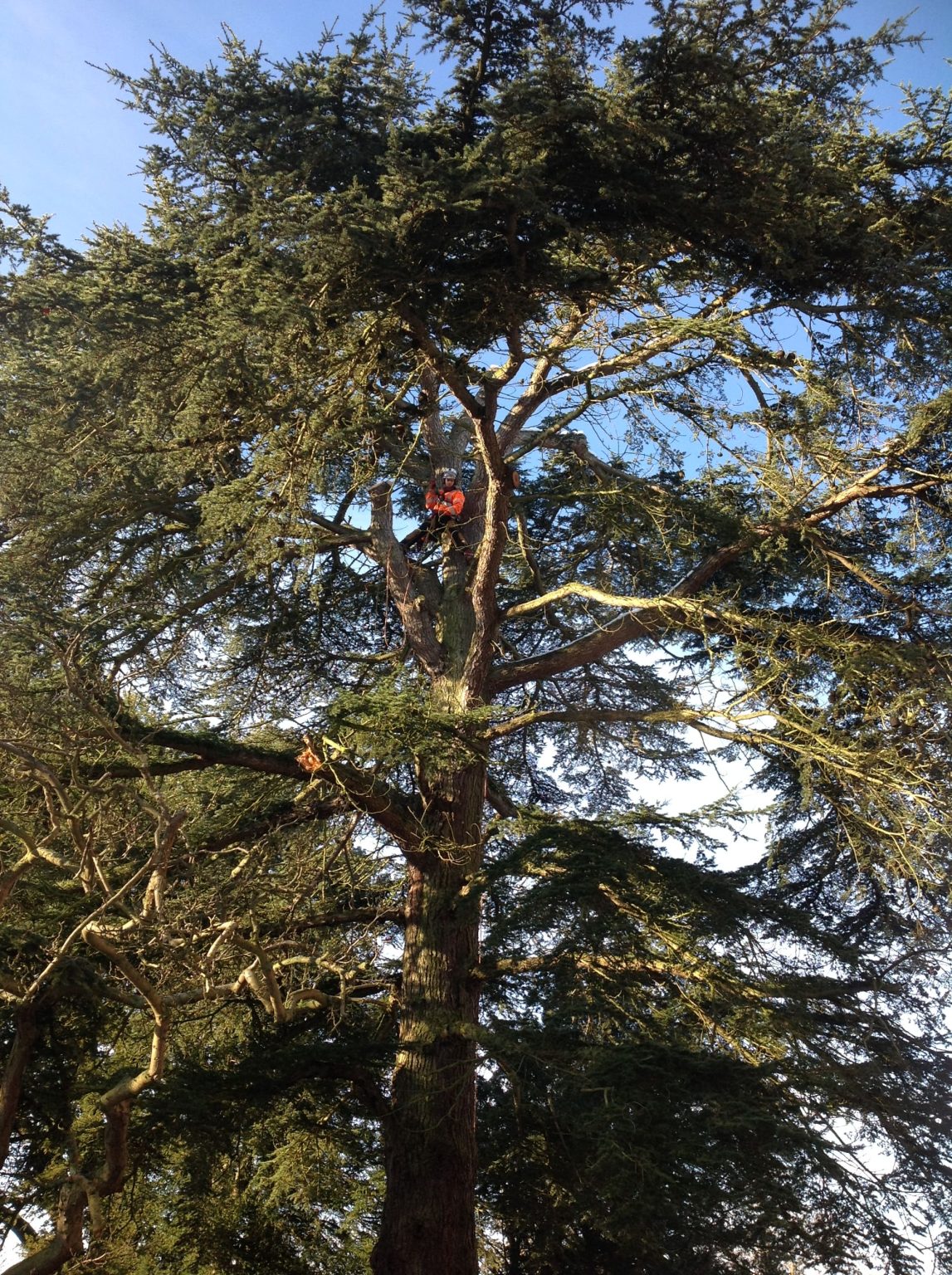 What is Tree Felling? - ARB UK